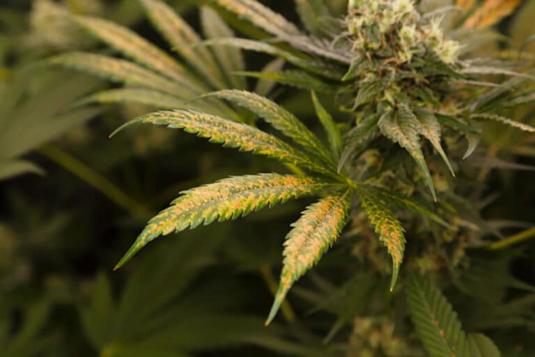 How to Spot 8 Common Cannabis Plant Deficiencies by Leaf Symptoms ...