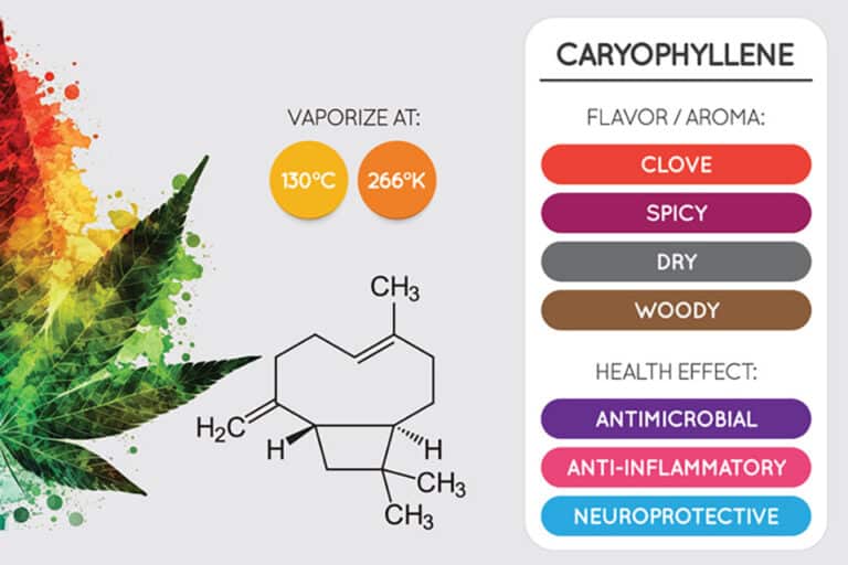 Top 10 Interesting Facts About Caryophyllene Terpene - Kind Seed Co