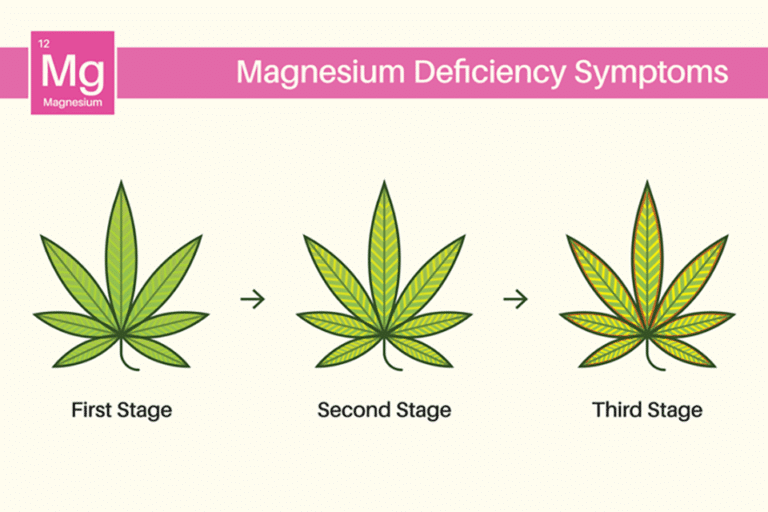 How to Identify and Treat Magnesium Deficiency in Cannabis Plants ...