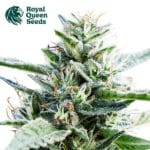 Buy Official Royal Queen Seeds on kindseed.com