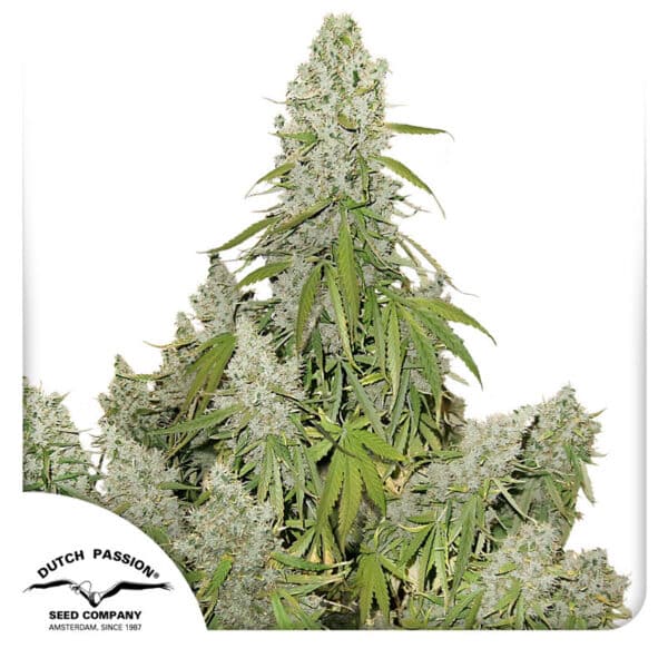 Ultimate Autoflower By Dutch Passion Seed Company - Kind Seed Co